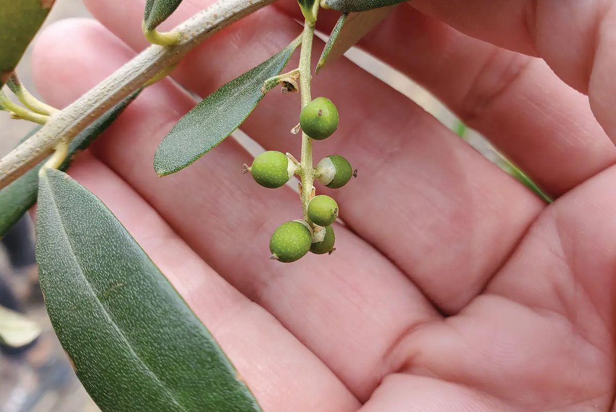 Spring ‘25: The Season of Hope & Promise – Corto Olive Oil