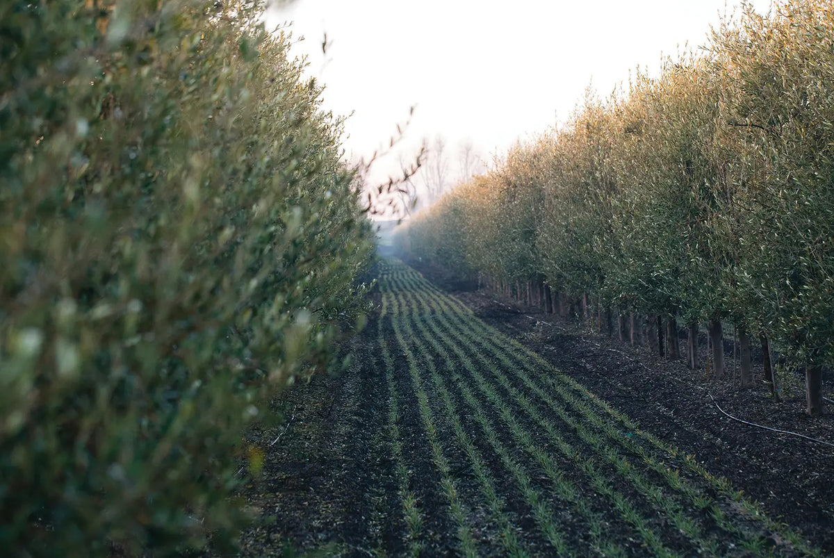 Winter ‘25: Happy Trees, Happy Olives – Corto Olive Oil